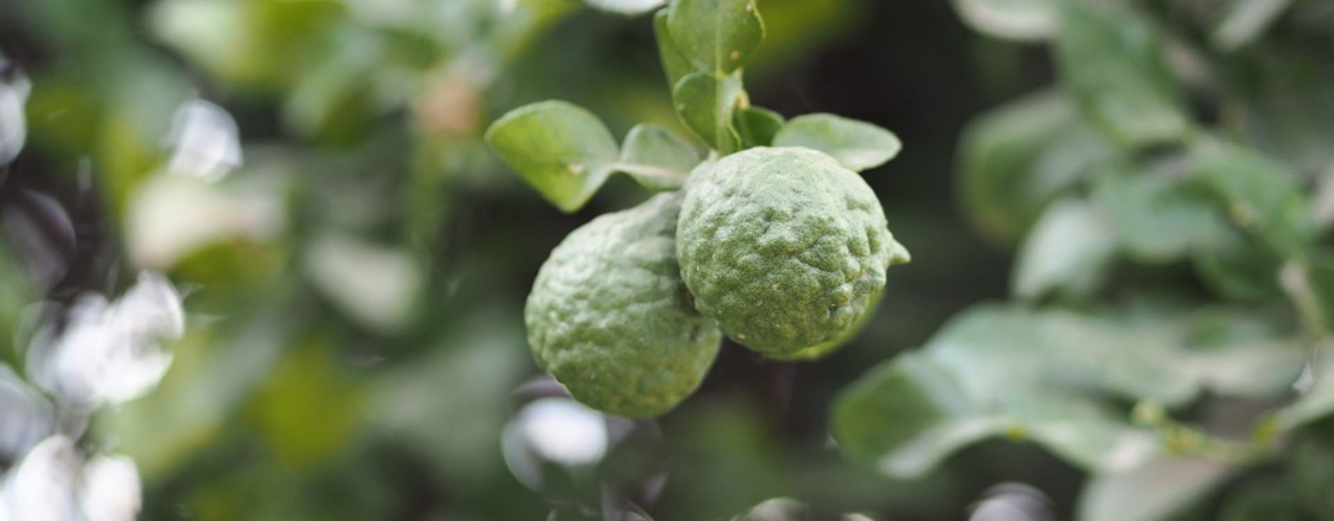 Notre producteur en Sicile : la bergamote