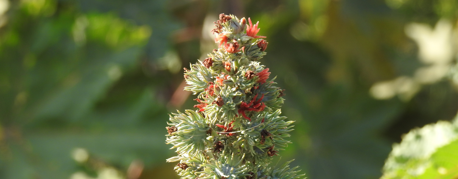 Nos producteurs en Inde - Huile végétale de ricin